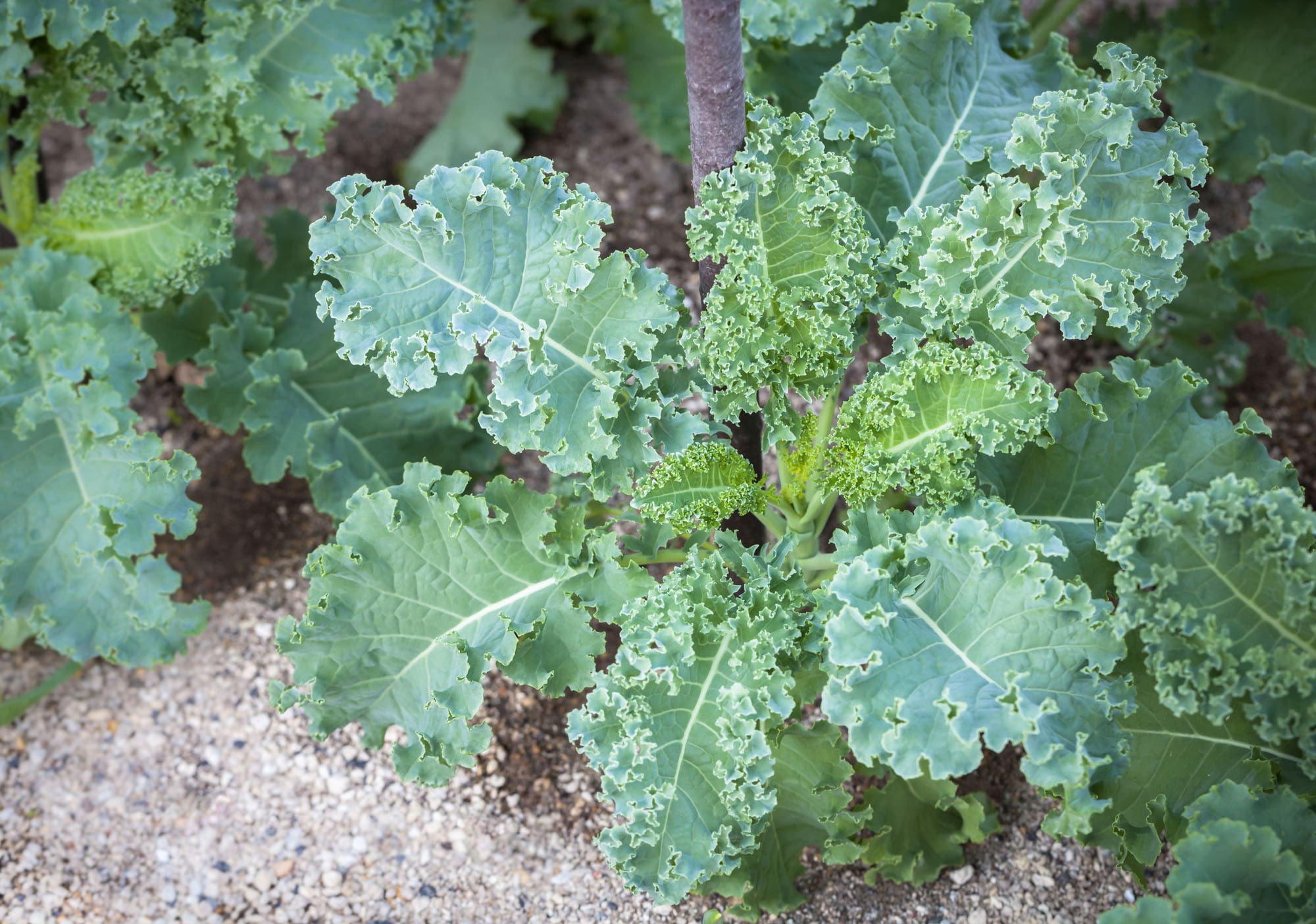 【若者の間で流行？】若者に人気の青汁5選を徹底解説！｜zero-ichi-ch